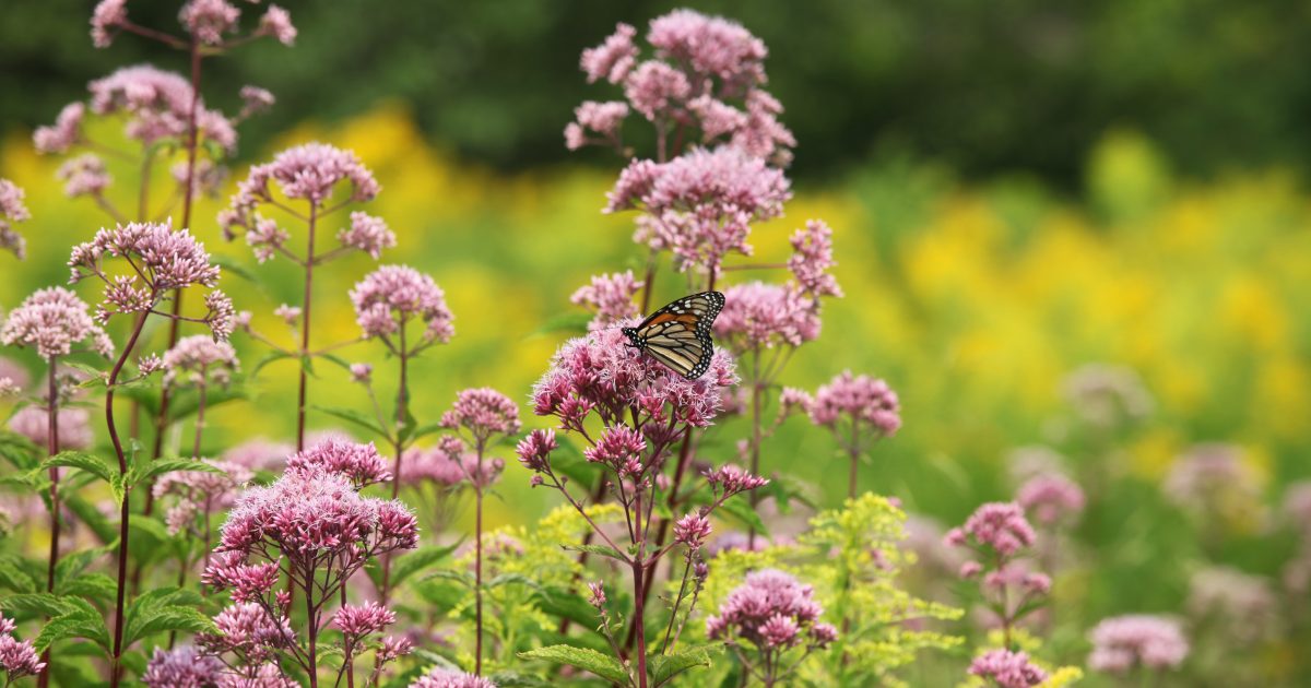 Milkweed - Missouri Poison Center