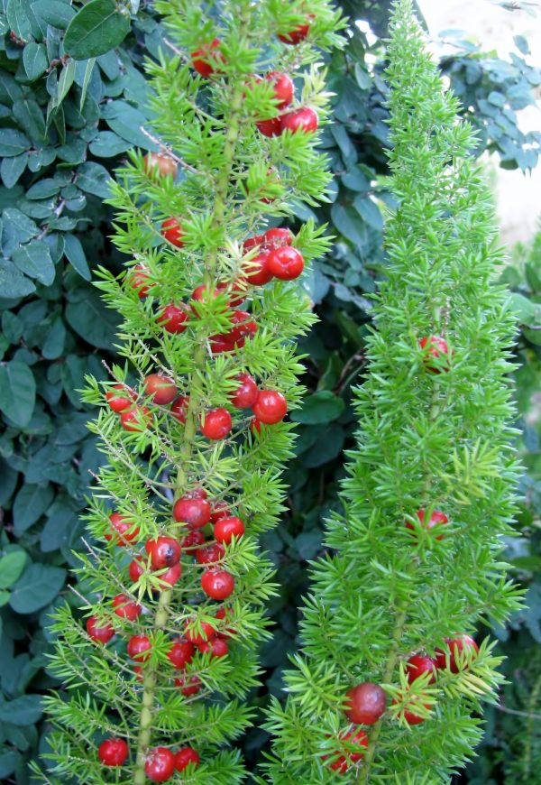 Is the Foxtail Fern Poisonous to Humans? - Trending Topics - Missouri ...