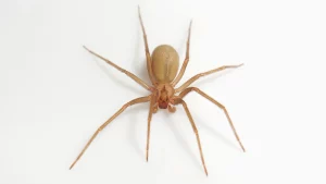 Systemic Loxoscelism: Brown Recluse Bites & Symptoms - Poison Alerts ...