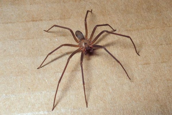 Systemic Loxoscelism: Brown Recluse Bites & Symptoms - Poison Alerts ...