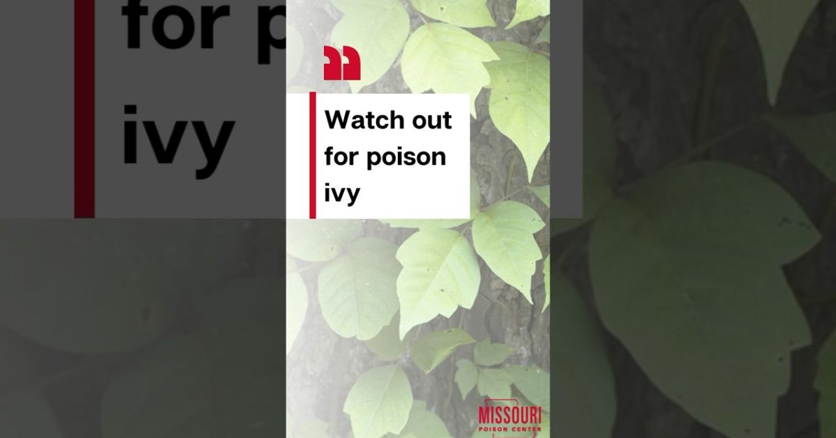 Watch Out for Poison Ivy - Missouri Poison Center