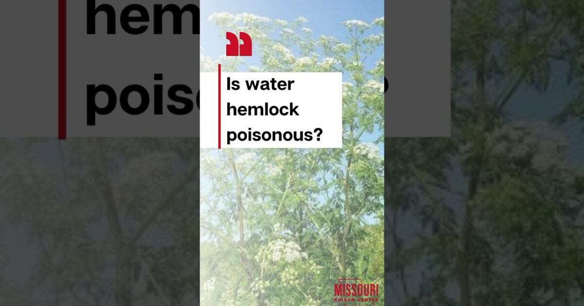 Poison Hemlock and Water Hemlock - Missouri Poison Center