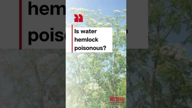 What Happens If You Eat A Battery - Missouri Poison Center