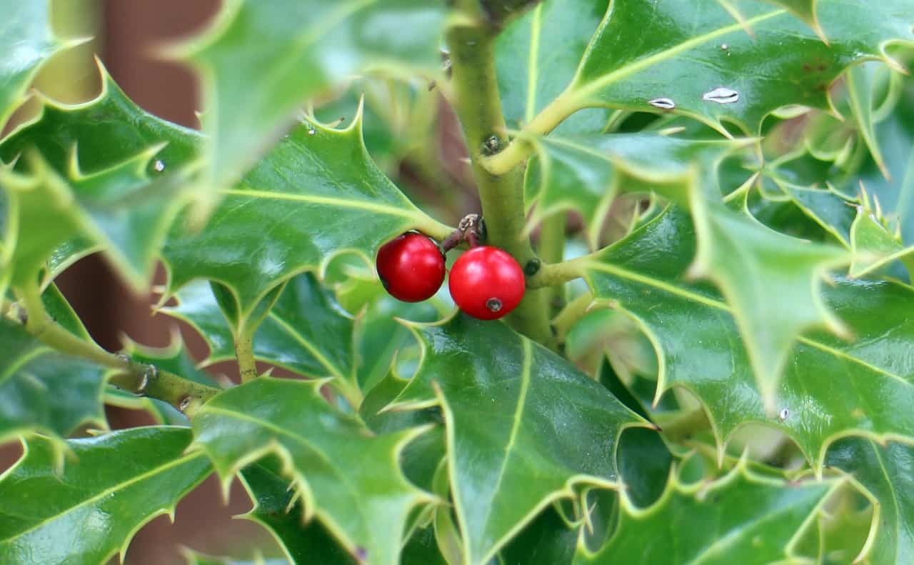 Winter Plant Safety - Poison Highlights - Missouri Poison Center